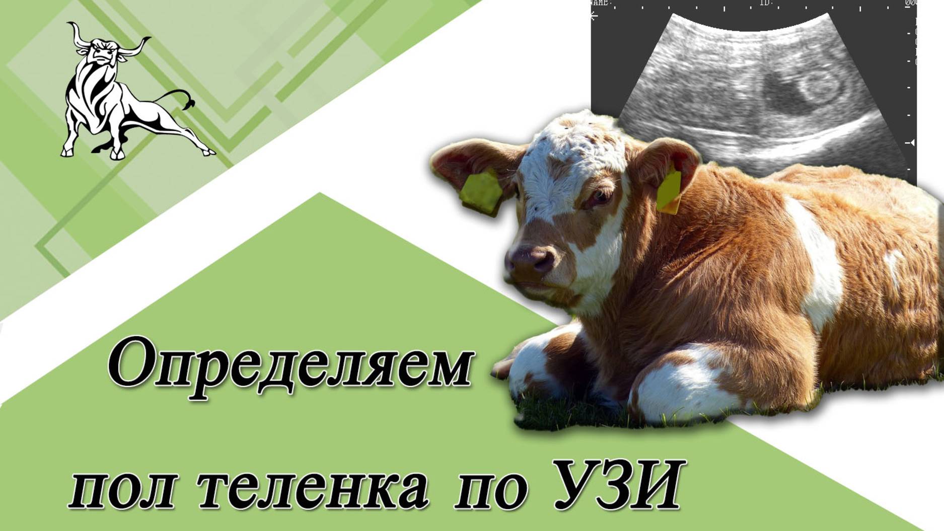 Определяем пол теленка по Узи.