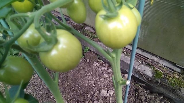 Как правильно обрывать листья томатов