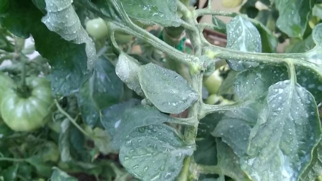 Как распознать недостаток магния на листьях томатов и как это устранить