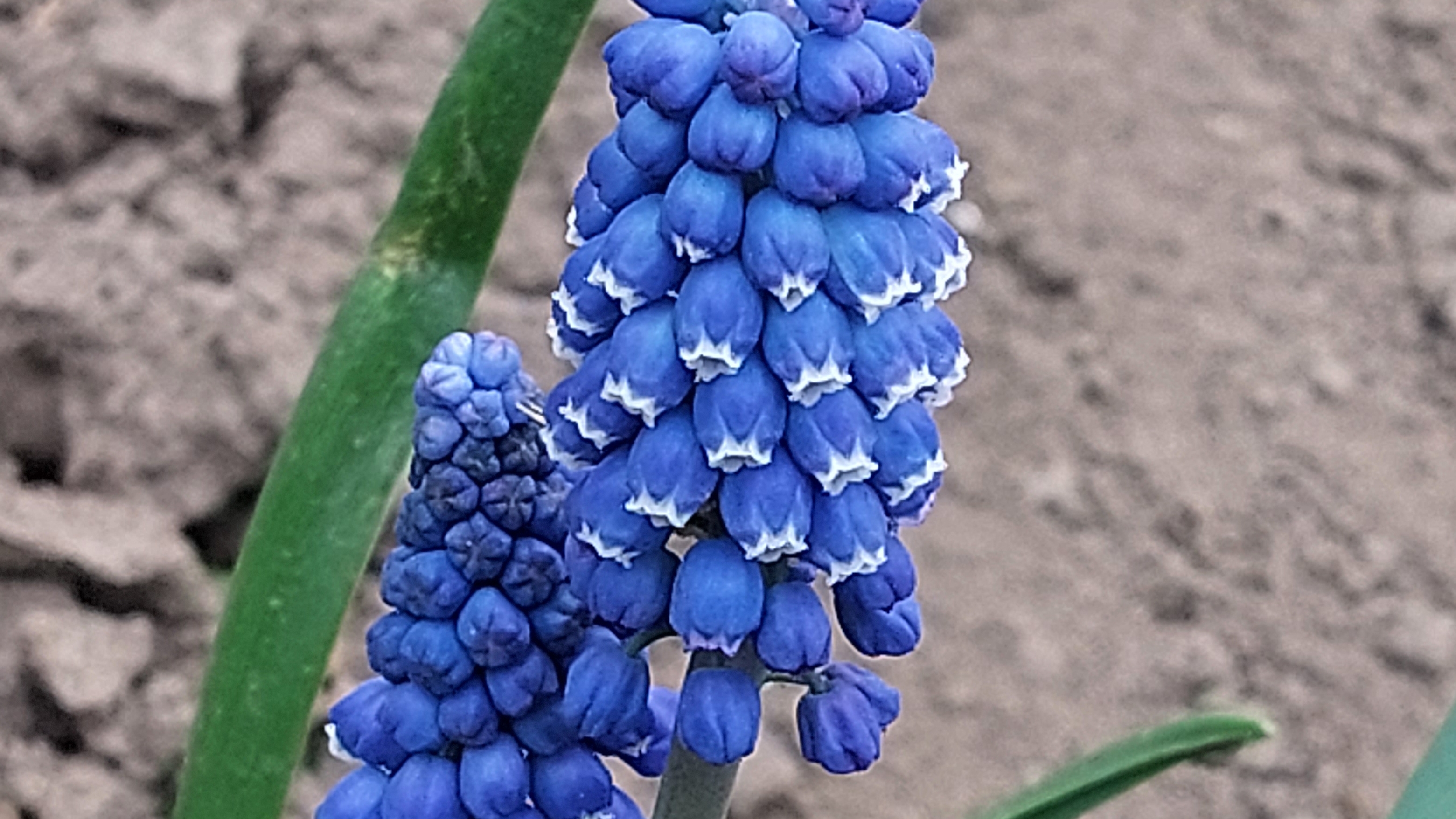 весенний адвент/задание 15/вышивка крестиком