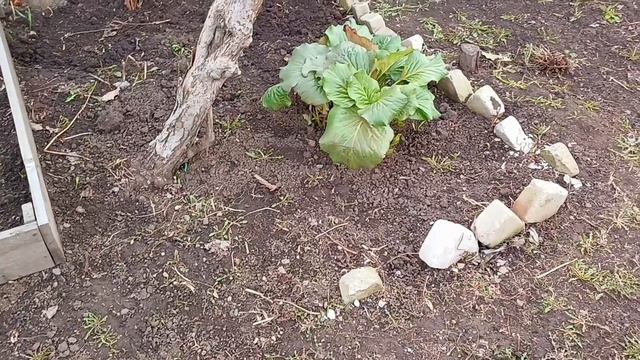 Убираемся на огороде Планы на посадки