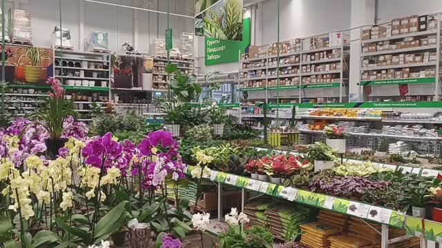 ПРАЗДНИЧНЫЙ обзор ОРХИДЕЙ в магазине 🎉🎄🌷 #орхидеи