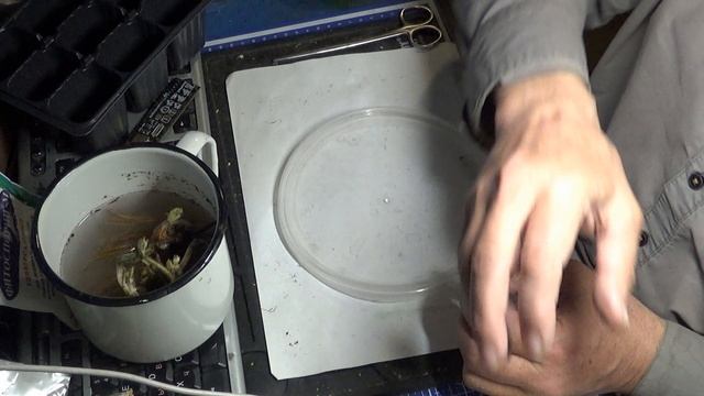 Как посадить рассаду фриго клубники