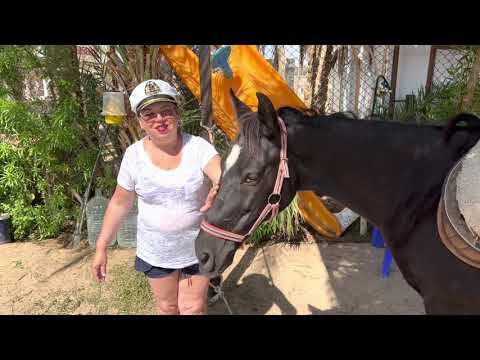 День отлета, пальмы, море и конь. 12-тый день в Jaz Aquamarine. Наш отпуск в Египте.