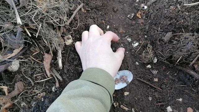 Посев редиса