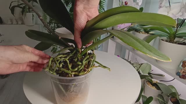 ВПИХНУТЬ НЕВПИХУЕМОЕ🌿 Опять ПЕРЕСАДКА 🫣 Цветущие орхидеи в конце видео☀️🌷🌿 #орхидеи