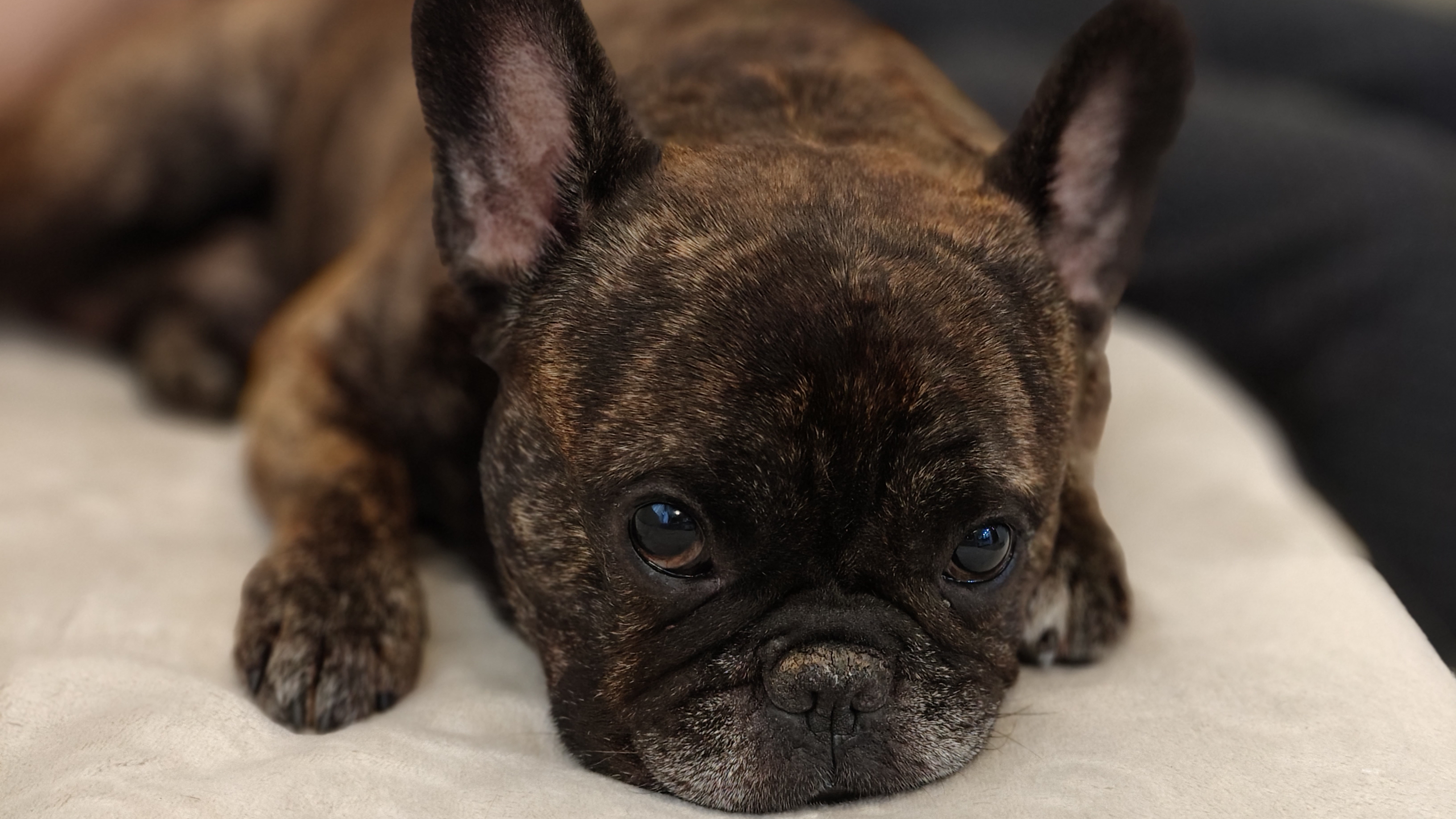 🎬ДНЕВНИКИ ПЕРЕДЕРЖКИ. Французский бунтарь: 5 дней бульдога на передержке