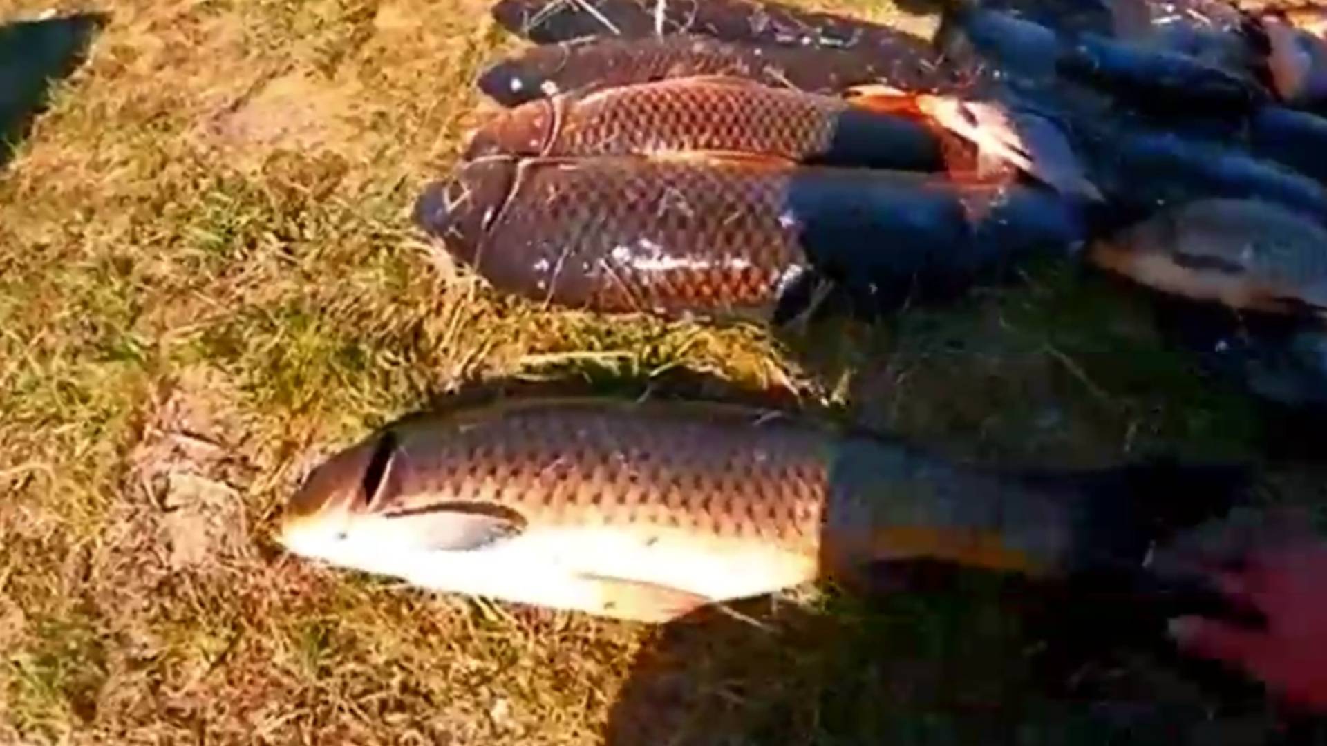 ЭТО ПРОСТО МОНСТРЫ КАКИЕ ТО!!! Рыбалка на паук! САЗАН.