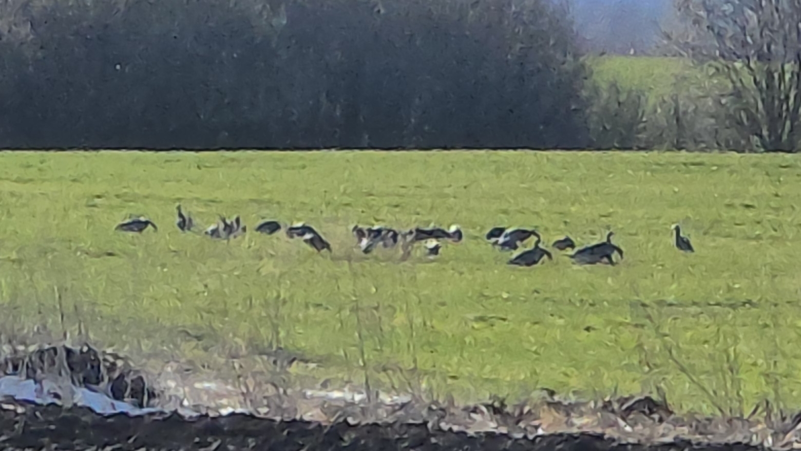 Поиск гуся и уток