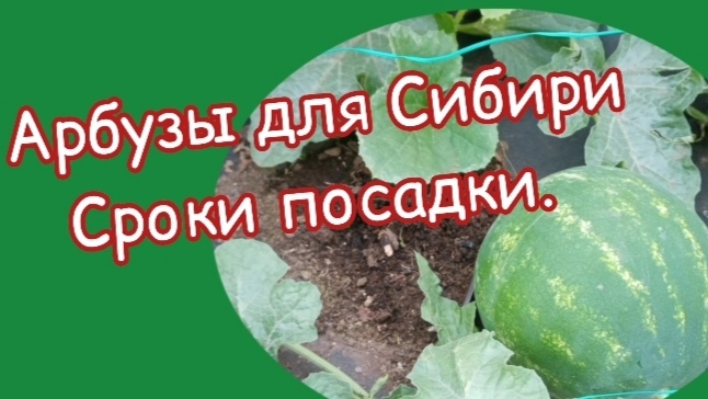 Выбирайте арбузы правильно, чтобы не остаться без урожая! Сроки посадки на рассаду для Сибири.