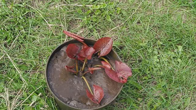 Как разделить и посадить нимфею легко и просто. #нимфеи  #растения #посадканимфеи #посадкацветов