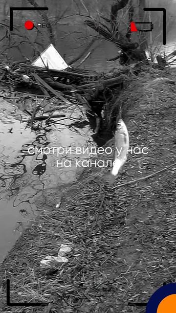 Смотри полную версию по ссылке https://rutube.ru/video/484ed432b036c6d55e324e8ed475993e/