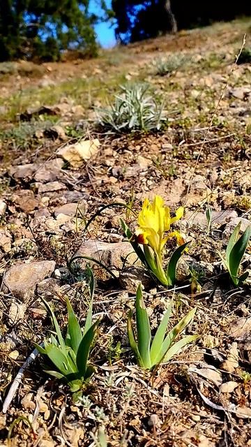 Всё больше стали появляться ирисы в можжевеловой роще. Новый Свет. Апрель.