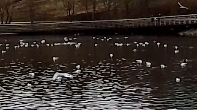 2025.04.13 У пруда возле цирка.