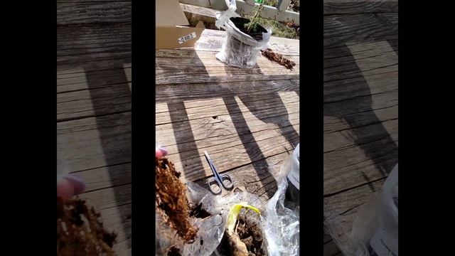 Распаковка растений с ВБ