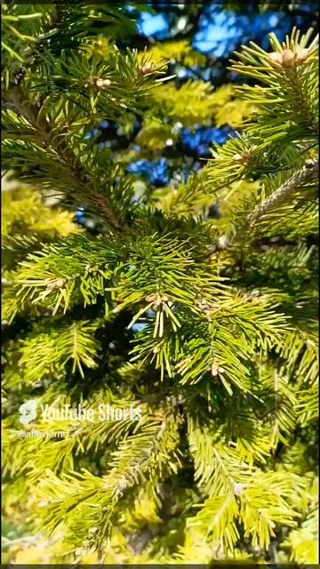 Весна..красота..