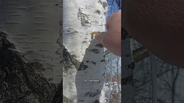 Как собрать берëзовый сок #березовыйсок #сборберезовогосока #каксобратьберезовыйсок #березовыйсок