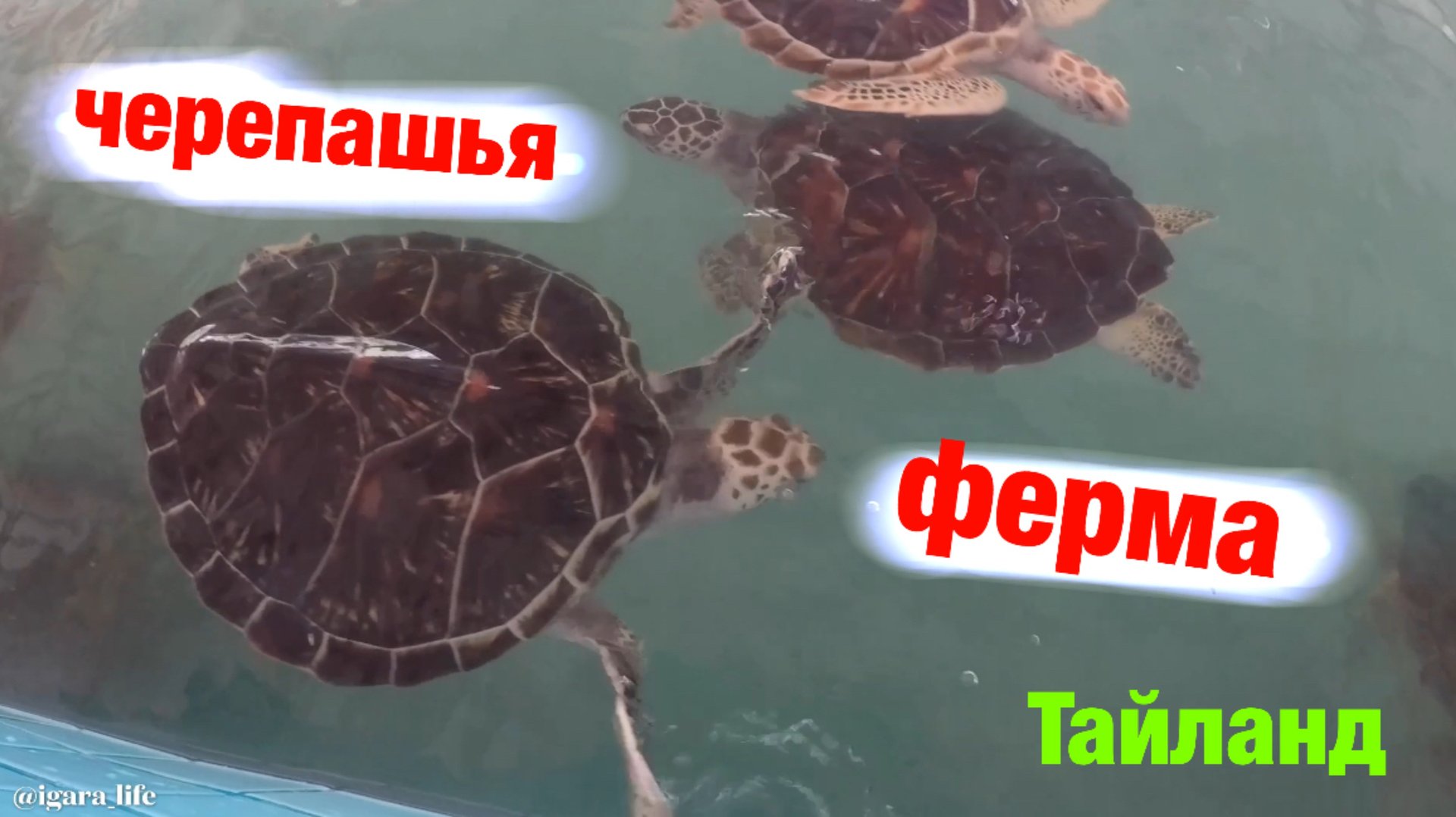 Черепашья ферма (Тайланд, архив)