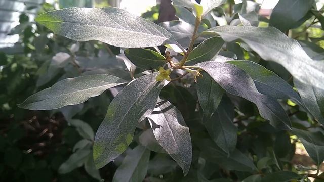 Лох серебристый_ плюсы и один большой минус