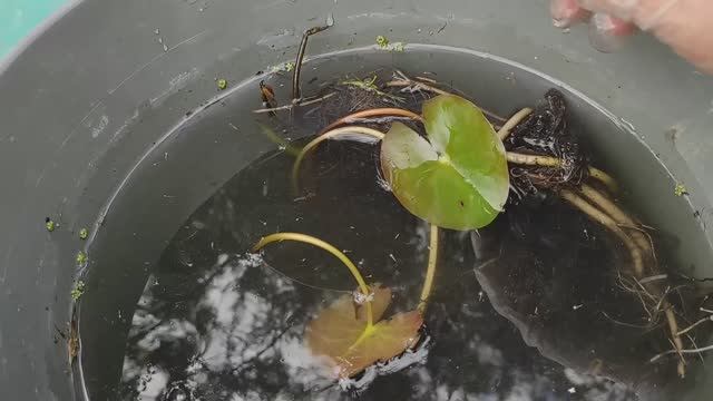 Как правильно посадить нимфеи? Мой личный опыт #нимфеи #водныерастения #растения #посадканимфеи