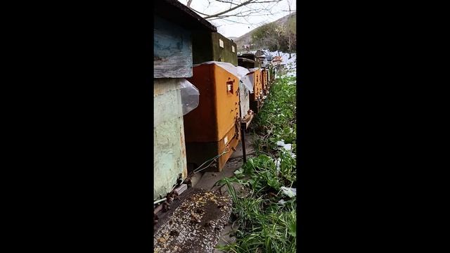 13.04.2025. Снег, середина апреля, а пчелы летают, как летом...