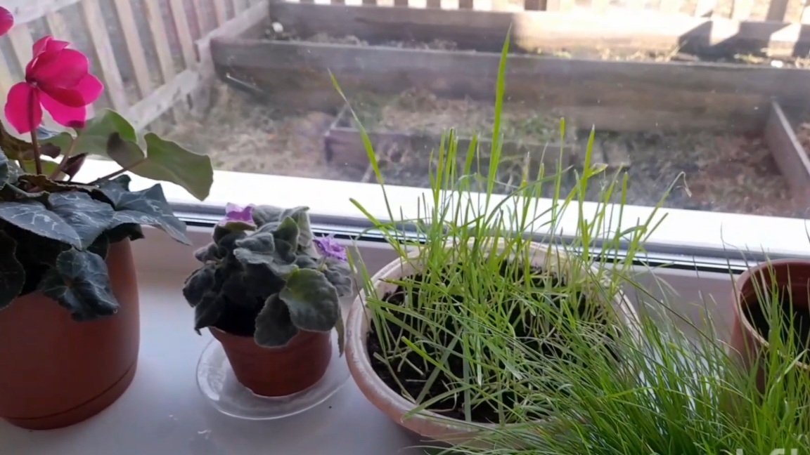 15-04-2025 Хлам надоел И моя рассада  Жизнь на Урале