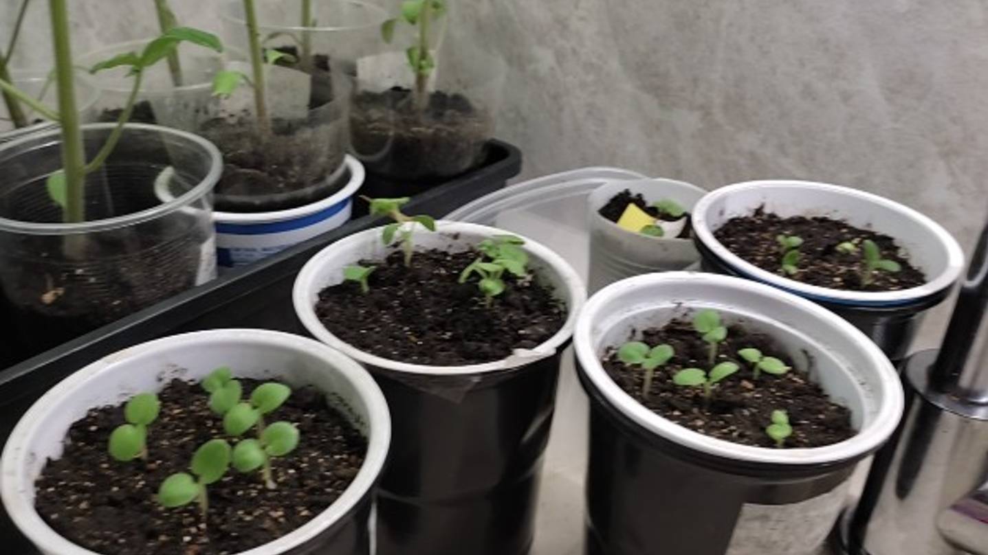 Как я решаю  проблему недостатка солнечного света для рассады