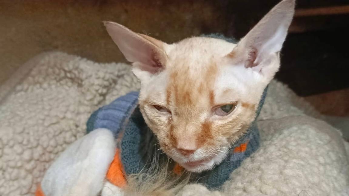 Сняли трубку Князю, но радоваться рано