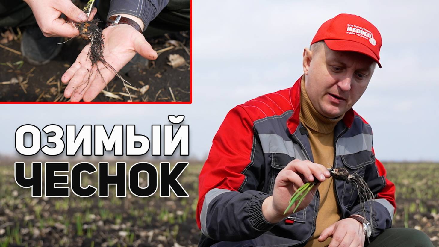 ВСХОДЫ ОЗИМОГО ЧЕСНОКА | ПЕРВЫЕ РЕЗУЛЬТАТЫ ЗИМОВКИ | Доставка Управляемого Культиватора MEDVED