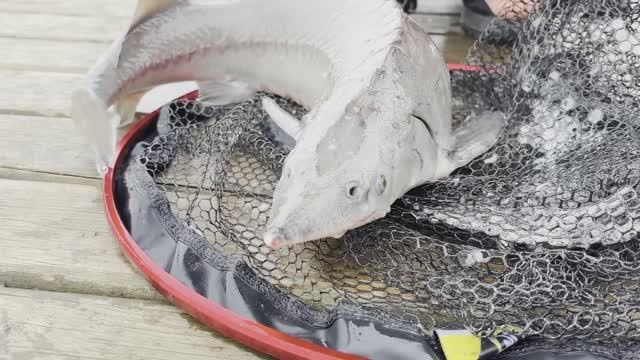 Форель, щука, осётр... Оторвались в нерестовый запрет...