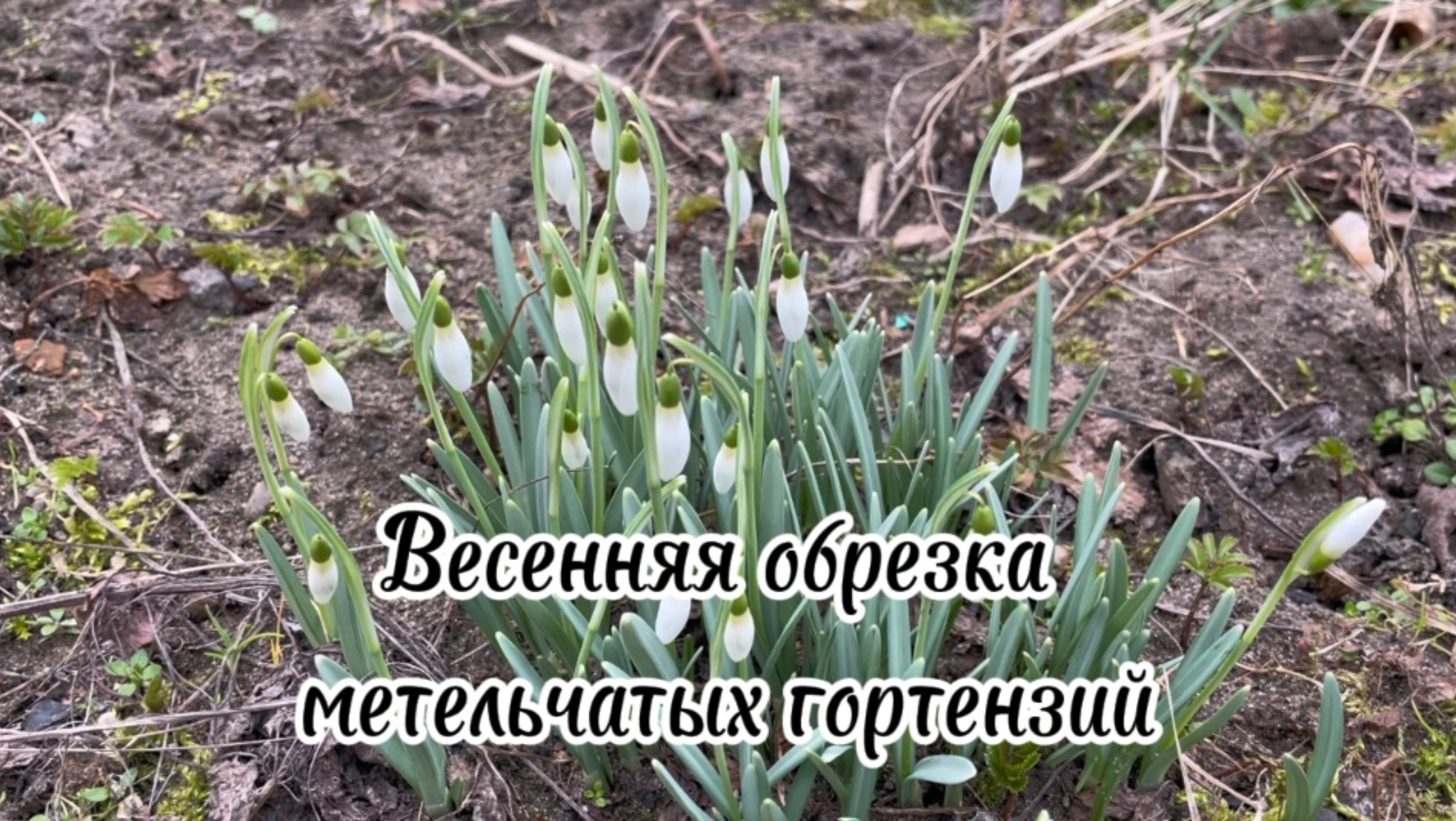 Как обрезать метельчатые гортензии весной