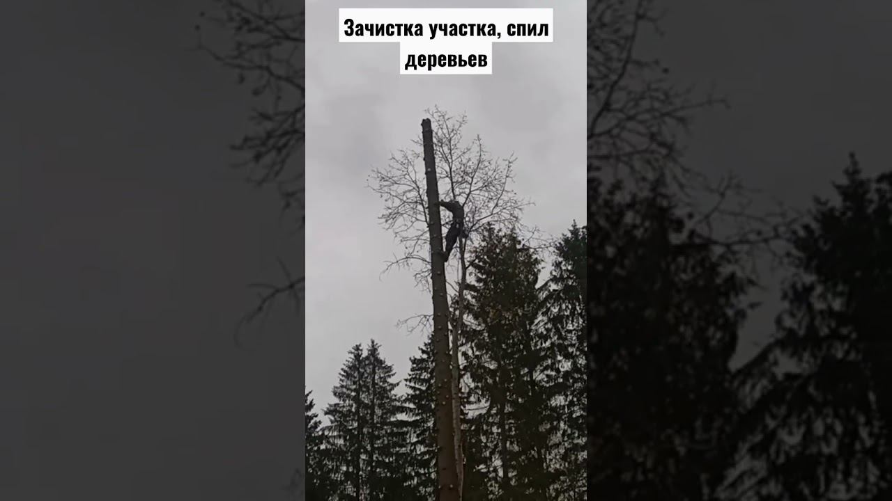 Спил деревьев на участке, вызвали арбориста.