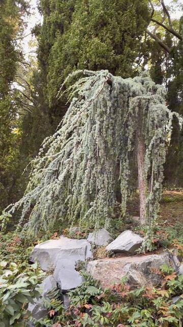 Ель с повислыми веточками.Мутант из Крыма