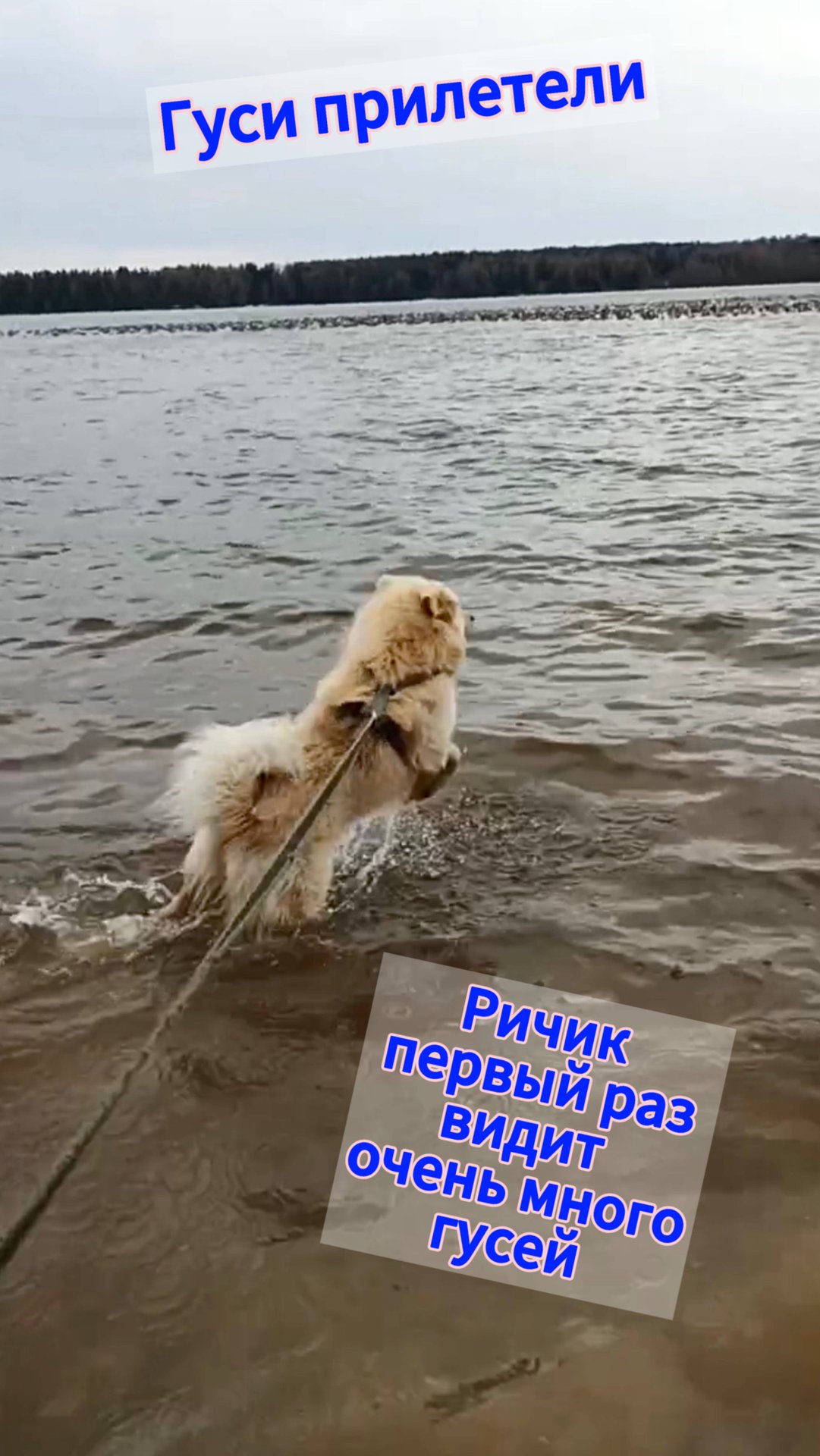 Гуси прилетели. Пес Ричик, первый раз, увидел очень много гусей, его реакция