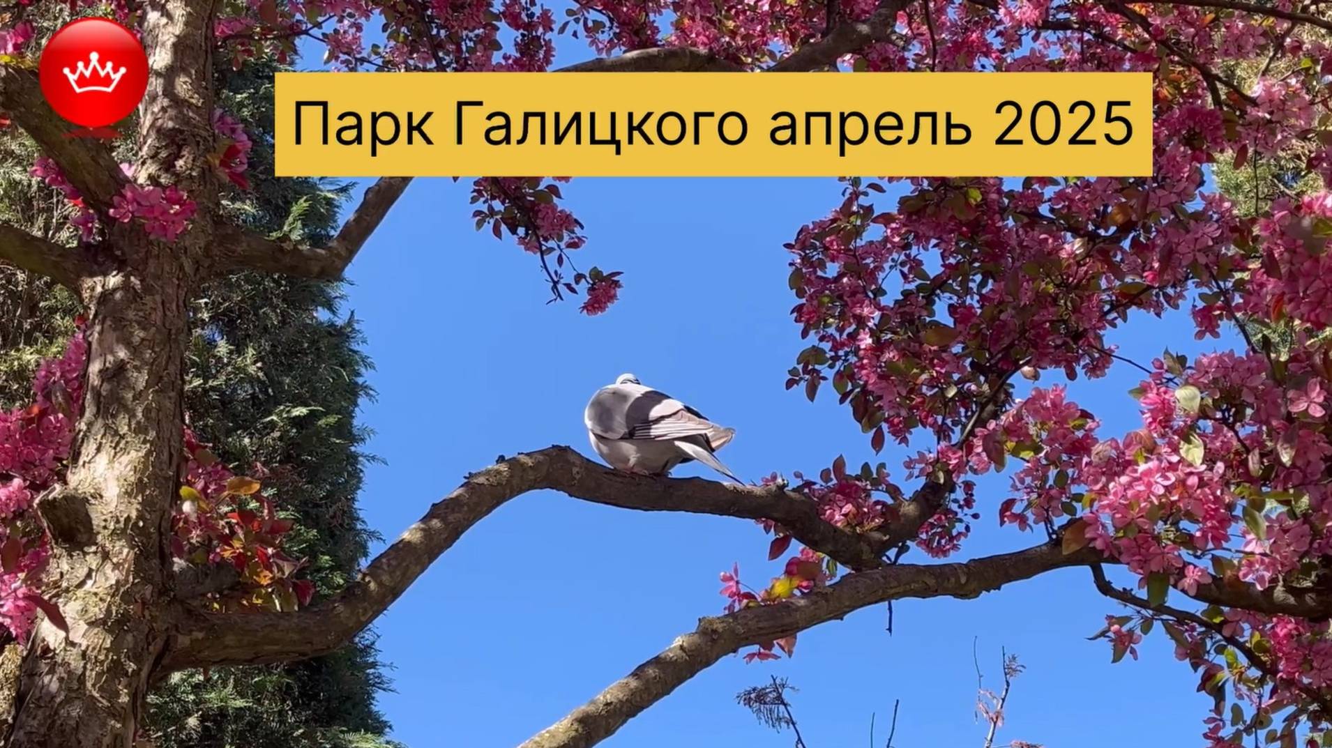 Парк Галицкого показываем что цветет апрель 2025