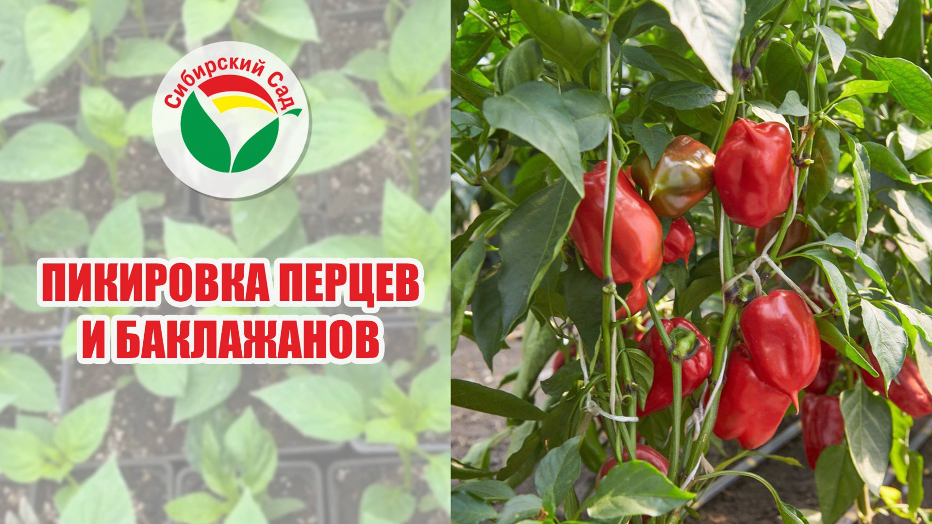 Пикировка перцев и баклажанов