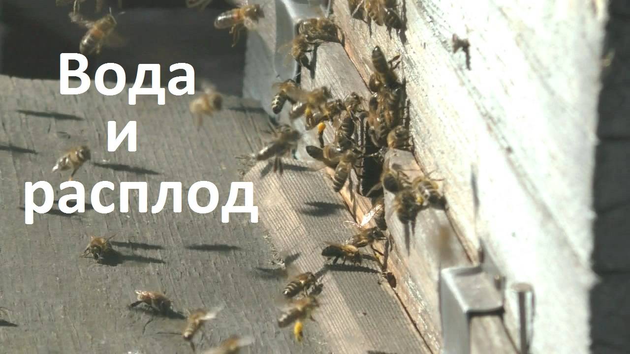 Весна. Определяю количество расплода не разбирая гнезда