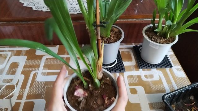 Плюс три орхидеи в коллекцию ☺️