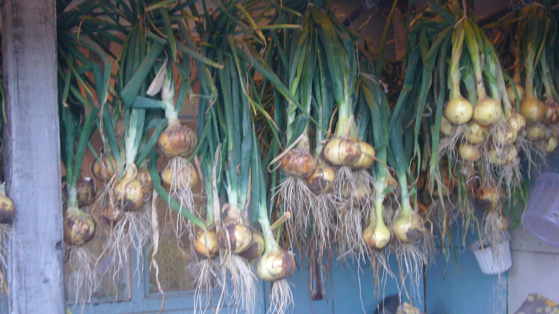 2029.  Всё о посадке лука( 15 апрел.2025 г)