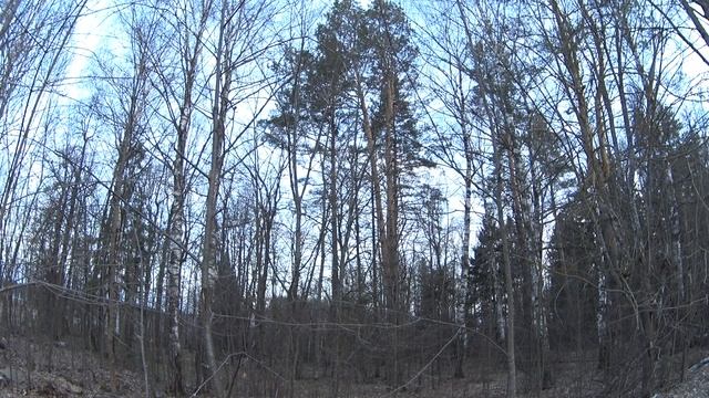 Пение птиц