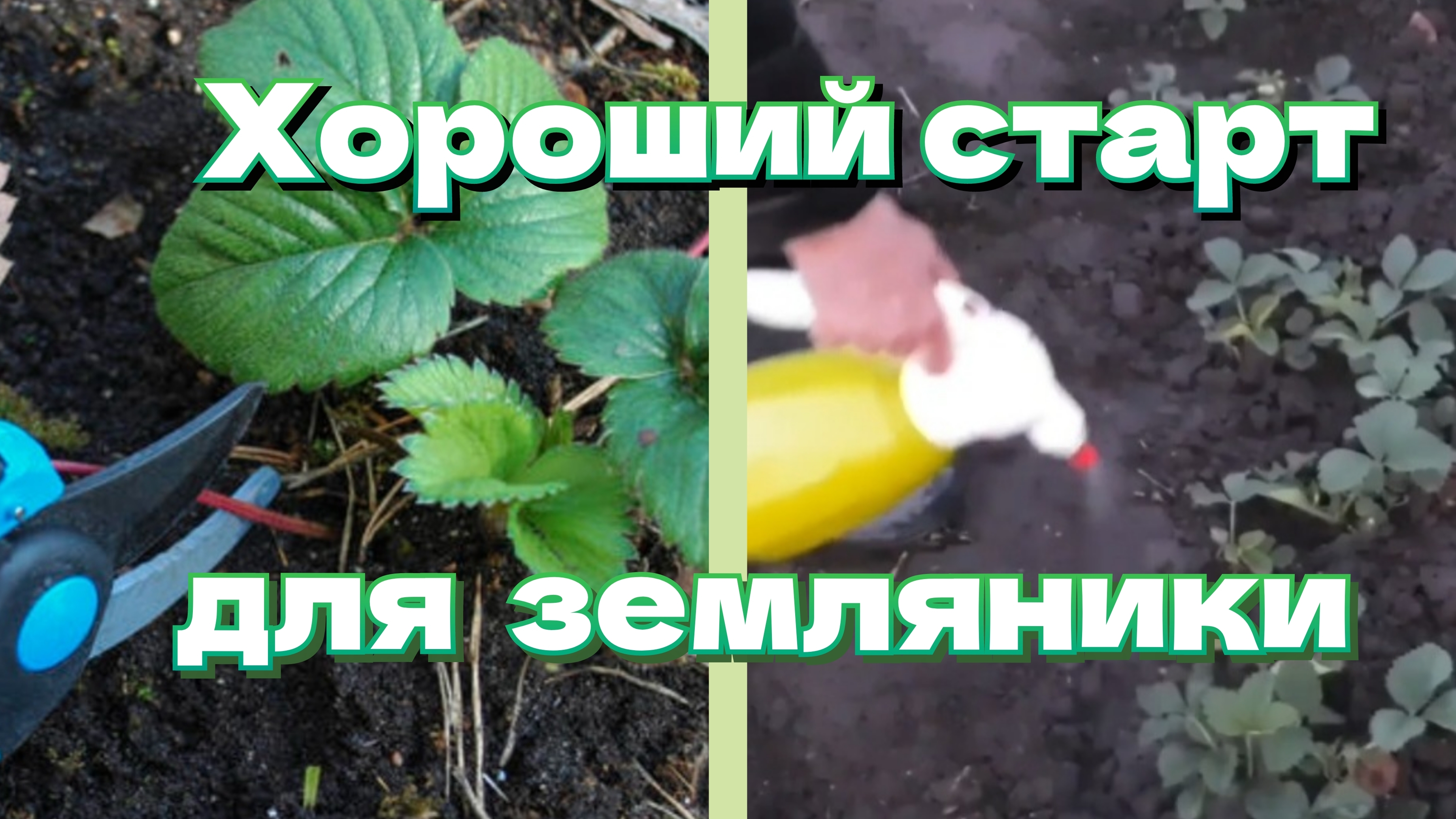 Как ухаживать за крупноплодной земляникой весной