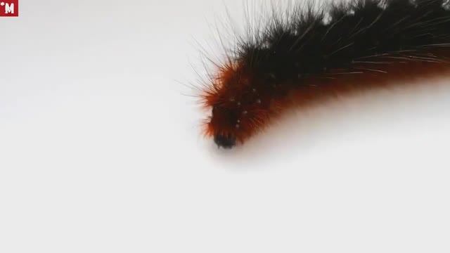 БольшААя волосатая! Гусеница _Медведица-кайя