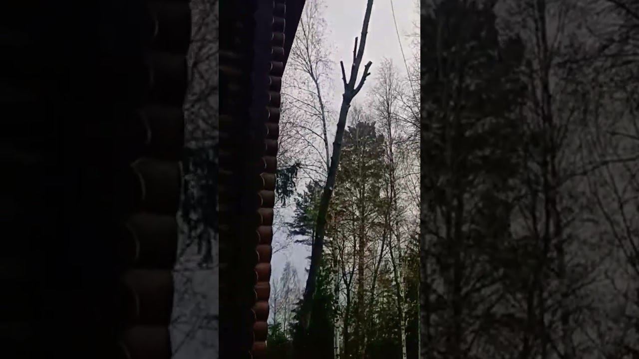 Спил деревьев, корчевка. Расчистка участка.