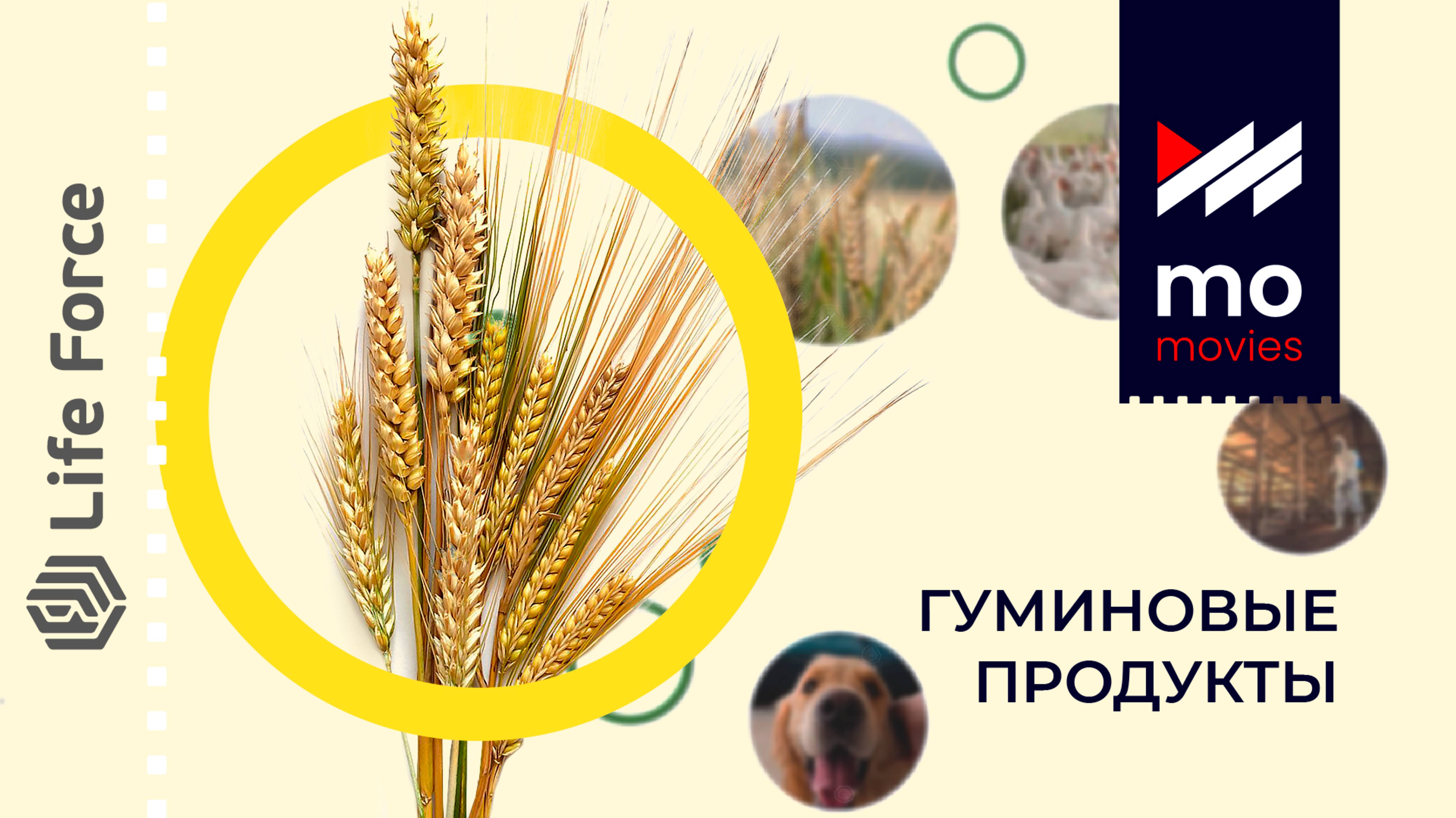 Life Force. Первоклассные гуминовые продукты и не только | MoMovies Production