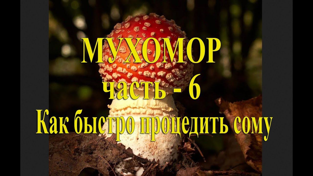 Мухомор, часть-6. Как легко и быстро процедить сому. Разновидности сомы.
