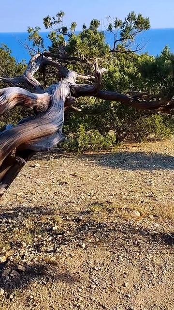Можжевельник причудливой формы в можжевеловой роще Нового Света. Крым.