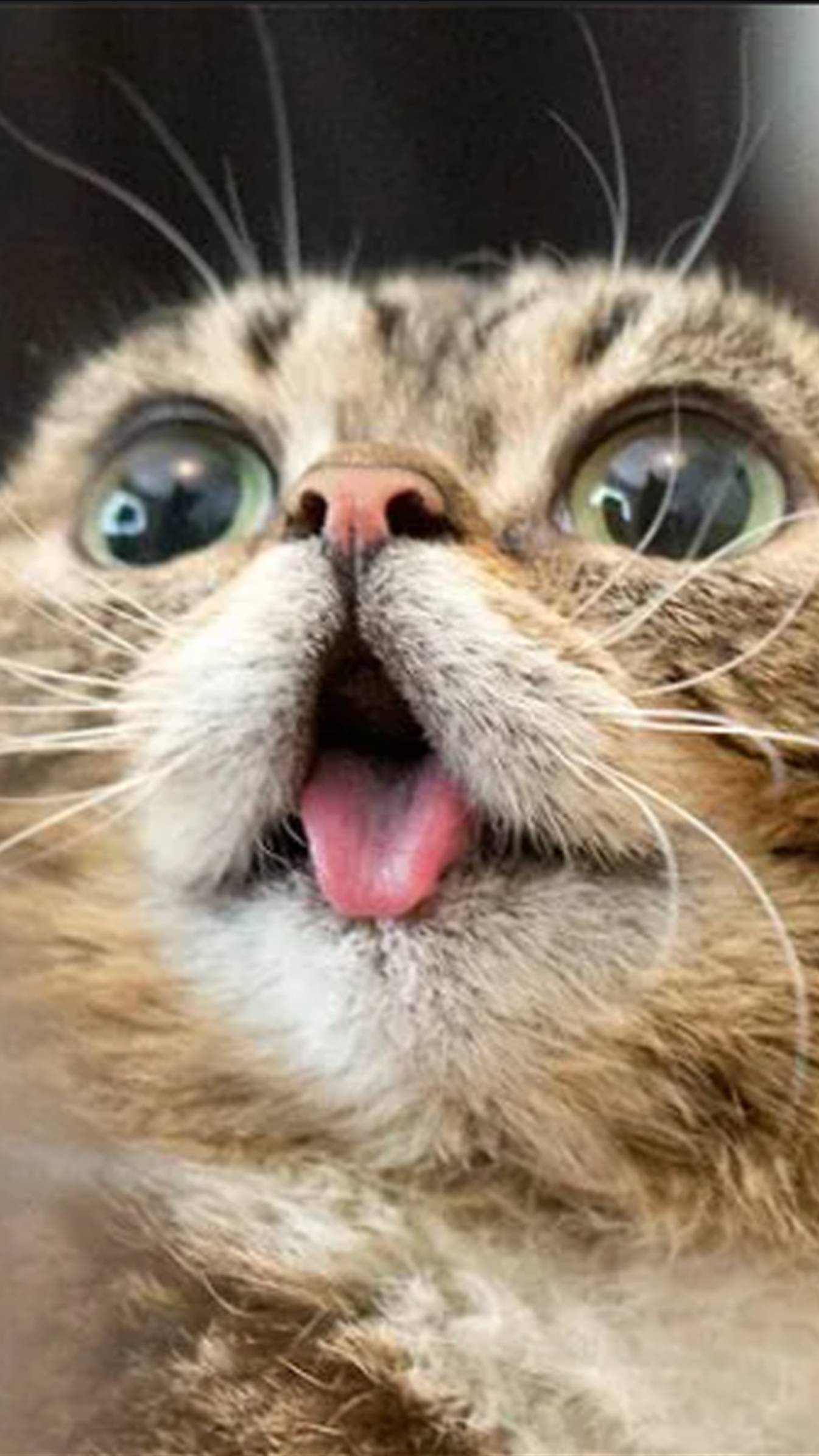 Котики. Юмор. Эпичность