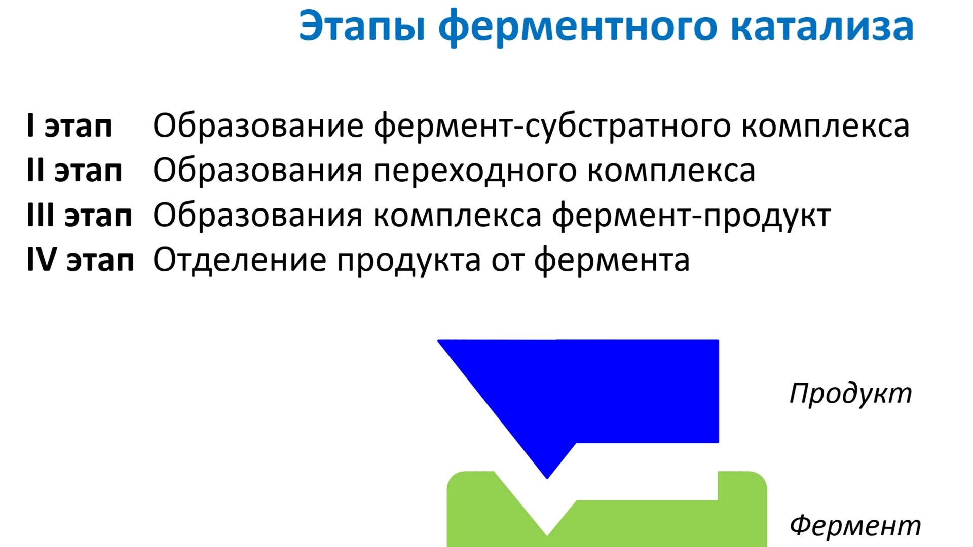 Ферменты (введение)