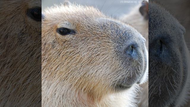 Capybara
