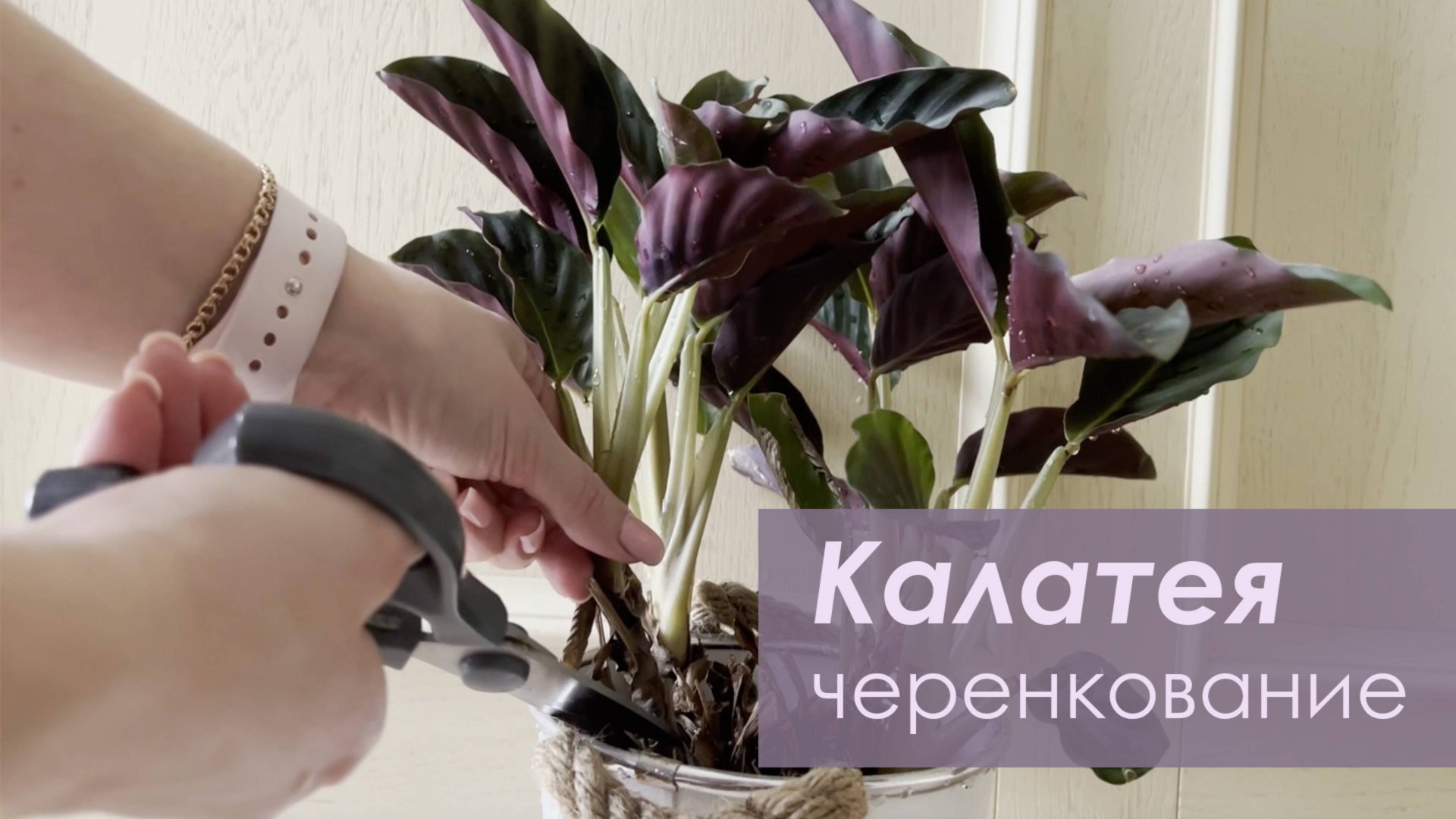 №118. Калатея. Черенкование как способ размножения и омоложения куста. От обрезки до результата.